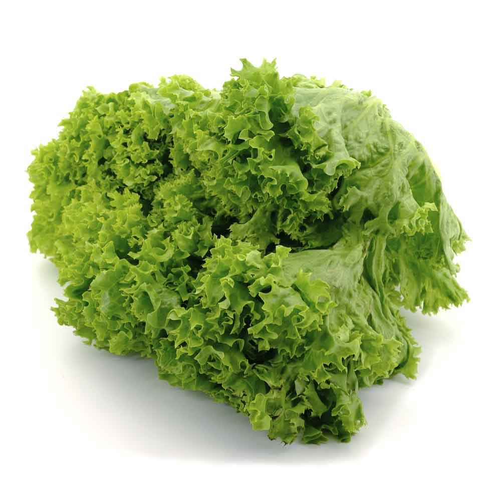 Lechuga rizada - Mercaldas